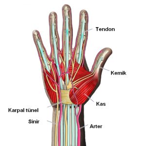 Basit El Anatomisi - El Cerrahi
